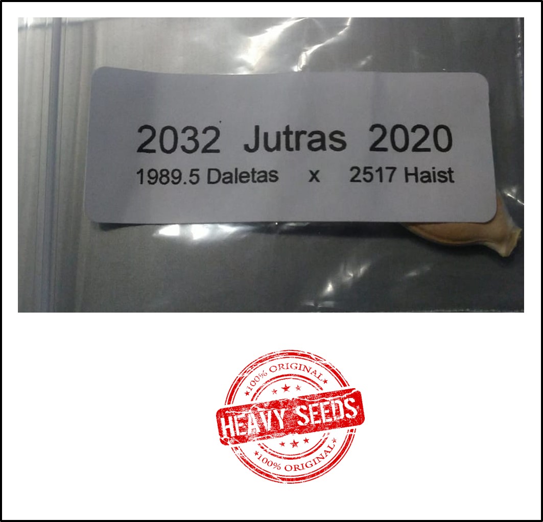 Alle Kerne - Kürbisollis Online Shop